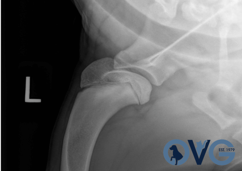 Shoulder Osteochondritis Dissecans (OCD) | Oakdale Veterinary Group